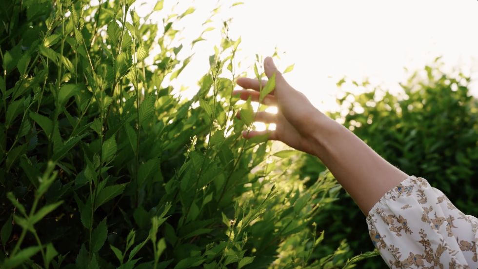 Pajet’s Personal Perspective | Pajet Monet