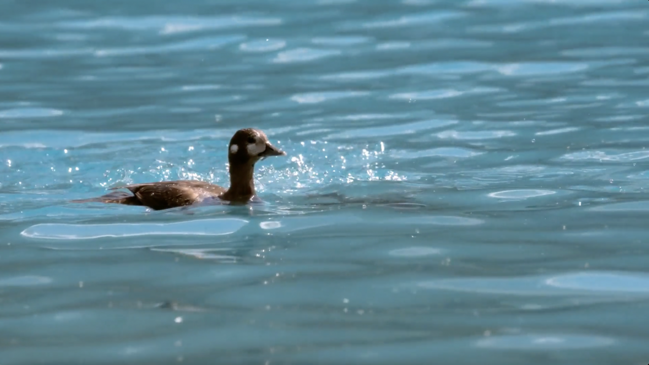 Pajet’s Personal Perspective | Pajet Monet